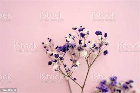 파스텔 배경에 작은 흰색 석고 꽃 텍스트 공간 미니멀리즘 구도에 대한 스톡 사진 및 기타 이미지 구도 기념일 꽃 식물