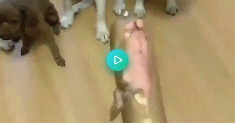 If You See Something Say Something  On Imgur
