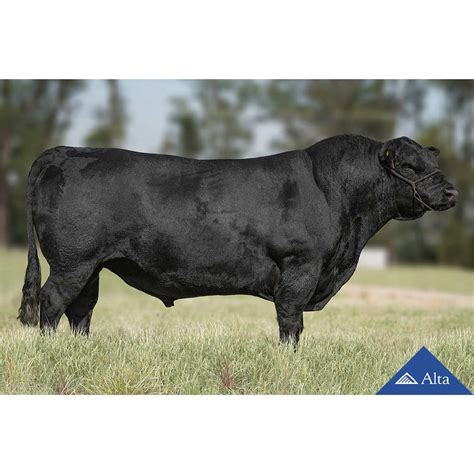 Sêmen Bovino Angus Baru 130 Doses E Agro