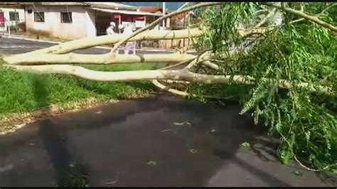 Chuva forte em Araraquara SP derruba árvores e destelha casas veja