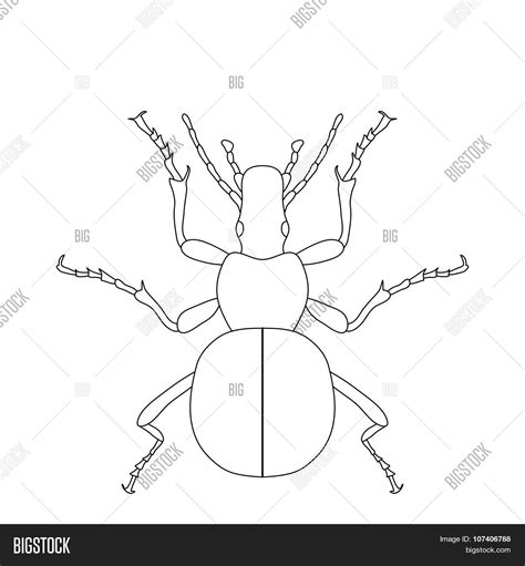 Ground Beetle Bug Vector And Photo Free Trial Bigstock