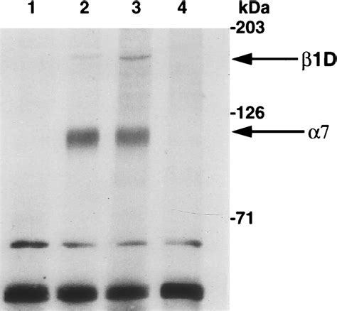 Igf I Induces Accumulation Of 1d Integrin Biotinylated Total Cell