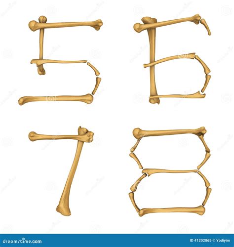 Number 8 Skeleton Bones Font Eight Anatomy Of An Alphabet Symbol