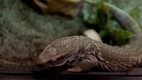 Varanus Exanthematicus Savannah Monitor Lizards Are Robustly Built With Relatively Short Limbs