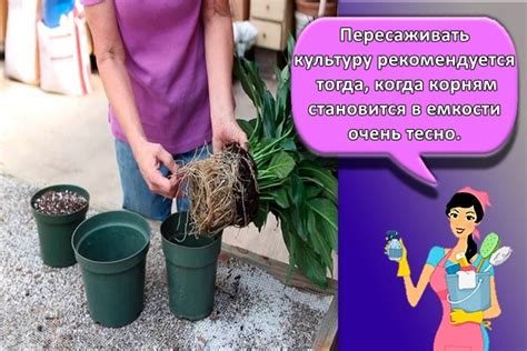 Грунт для спатифиллума: какую почву выбрать и уход в домашних условиях ...