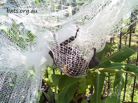 Netting Fruit Tree