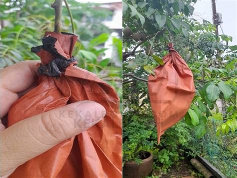 Fruit Protection Bag Kekalboleh Sdn Bhd