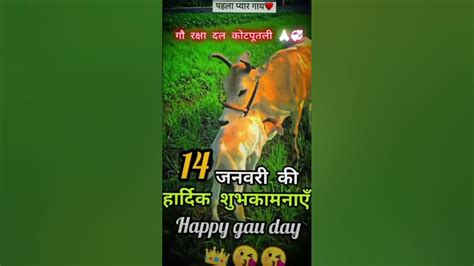 जय गौ माता 🙏🏻 ️ गौ सेवा 💞गौ रक्षा दल कोटपूतली 🙏🏻💞 Youtube