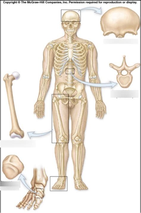 Types Of Bones Diagram Quizlet
