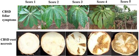 Cbsd Symptom Scoring Scale 15 Download Scientific Diagram