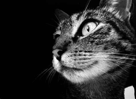 무료 이미지 검정색과 흰색 사진술 검은 단색화 닫다 코 구레나룻 척골가 있는 얼룩 고양이 유럽 쇼트 헤어