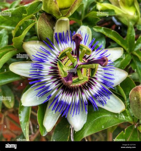 Bluecrown Passionflower Passiflora Caerulea The Blue Passionflower