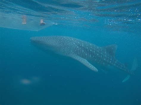 보홀 릴라 고래상어 투어 중식 불포함 트리플 투어티켓