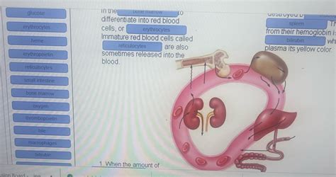 Solved Drag The Terms Into Position To Correctly Summarize The Red