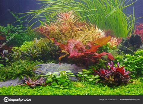 Colorful Freshwater Aquarium Plants