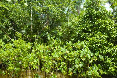 The Amazon Rainforest Brazil Travel Well Fly Safe