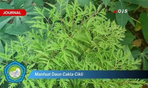 Ketahui 8 Manfaat Daun Cakla Cikli Untuk Kesehatan Tubuh Anda