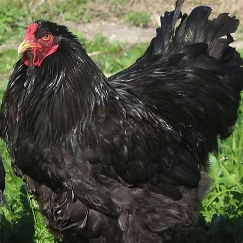 طير الغربة