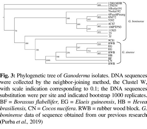 Cluster Analysis Of Ganoderma Pathogen From 12 Locations Bb Bangun