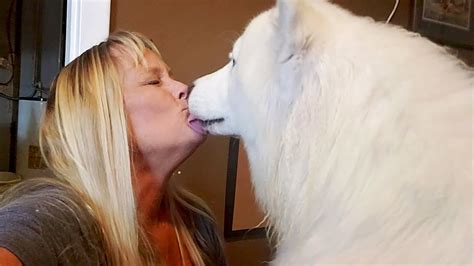 Husky Demands Owners Attention Youtube