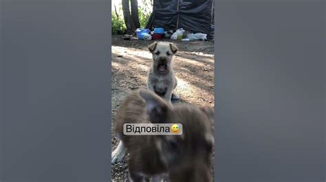 Новий формат 🐶 цуценята гумор військовий гумор питання відповіла жарти