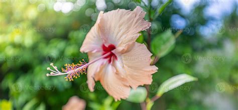 Romantic Colorful Beautiful Hibiscus Flower In Nature Flower Leaf And