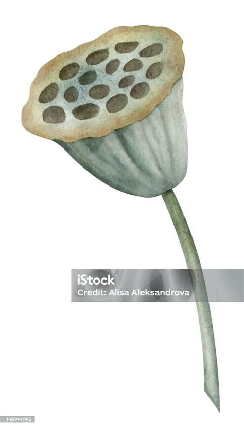 씨앗과 연꽃 녹색 식물입니다 수련의 고립된 배경에 손으로 그린 수채화 그림 스파 또는 Zen 자연 디자인을위한 백합의 식물 그림 이국적인 열대 아시아 허브의 스케치 건강한