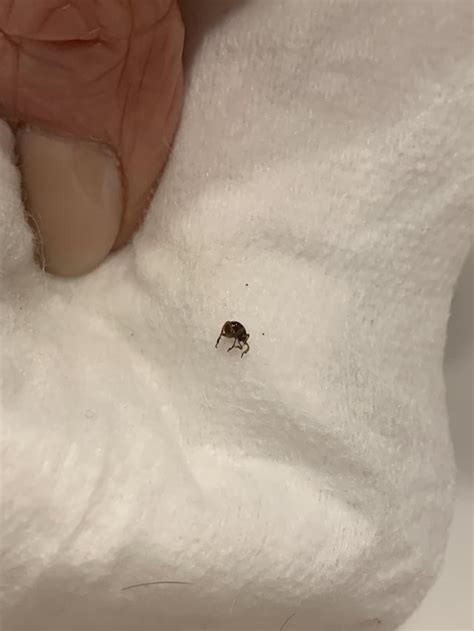 Mom Found These All Over The House Shes Freaking Out And Need To Tell