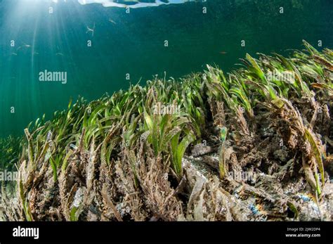 Thalassia Sp Seagrass Meadow Mangrove Of Gardens Of The Queen