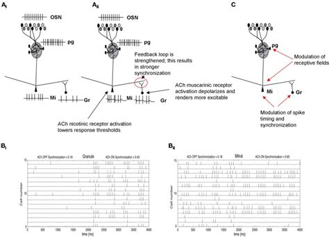 Schematic Depiction Of Cholinergic Modulation Of Deeper Layer Download Scientific Diagram