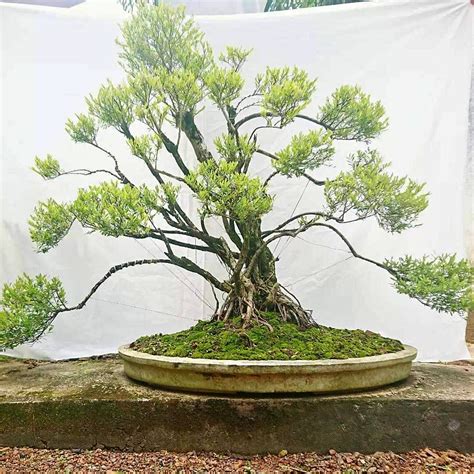 Bonsai Trees For Sale In Akurala Sri Lanka Facebook Marketplace
