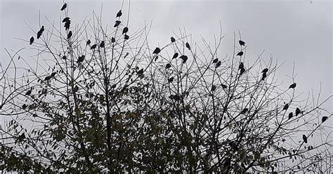 Spreeuwen Douchen In De Boom Of Ordinair Naar Binnen Aan T Gluren