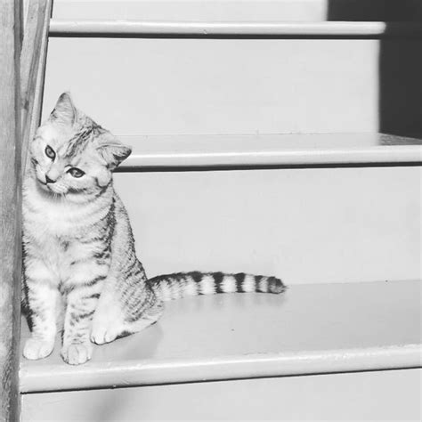 Kitten Smitten