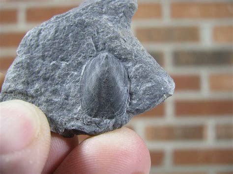 Views Of The Mahantango Lingula Delia Brachiopod From The Moscow Formation