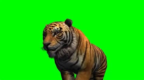 Green Screen Tiger Walks Slow View 6 By Using Chroma Key Youtube
