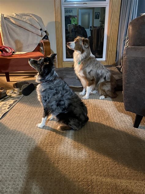 My “mini” (red merle, 37 lbs) aussie with her mom, actual mini (black merle, 16 lbs) : r/miniaussie