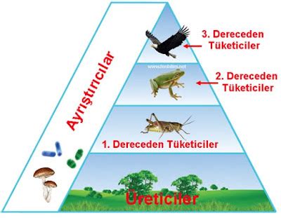 Sınıf Besin Zinciri ve Enerji Akışı Konu Anlatımı Fen Bilimleri