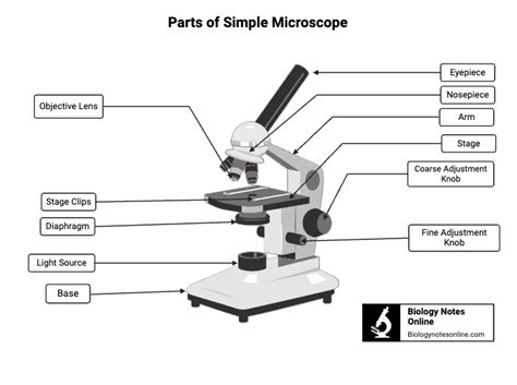 Simple Microscope Definition Principle Parts Uses Biology Notes Online