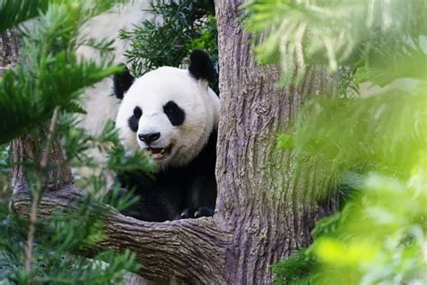 远古熊猫有多可怕为何被称为食铁兽 澎湃号湃客 澎湃新闻 The Paper