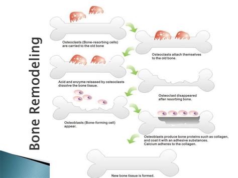 Ppt Chapter 5 The Skeletal System— Part A Powerpoint Presentation Id 2360108