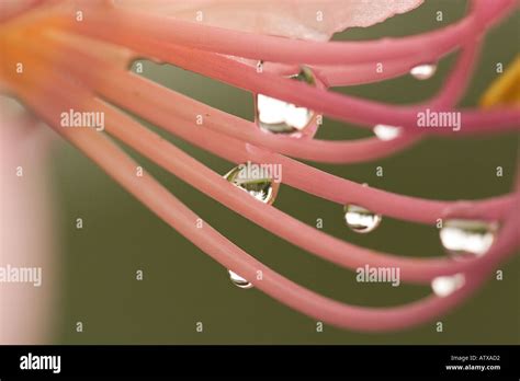 Surprise Lily Abstract Stock Photo Alamy