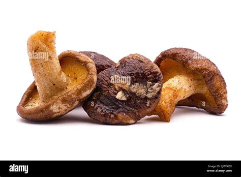 Dried Shiitake Lentinula Edodes On A White Background Edible