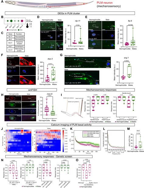 Decoding Sexual Dimorphism Of The Sex Shared Nervous System At Single