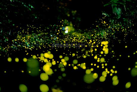 名古屋城の外堀に舞うヒメボタルの写真素材 FYI01688164 ストックフォトの Qlean Market