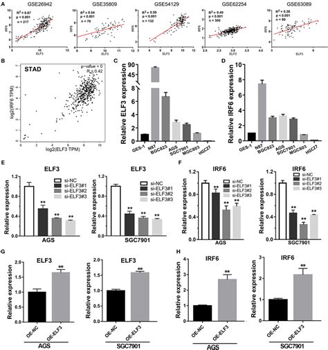 Transcription Factor Elf3 Positively Regulates Irf6 Expression In Gc Download Scientific