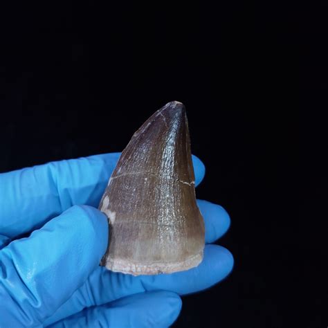 32 Huge Mosasaurus Skull Museum Fossils For Sale Cretaceous Fossilpaleo