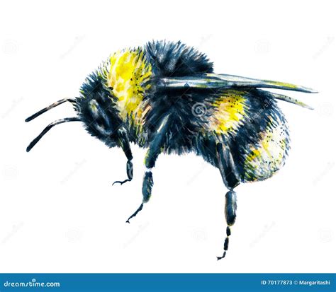 Hommel Op Een Witte Achtergrond De Tekening Van De Waterverf