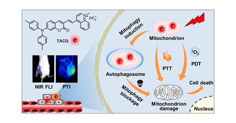 High Performance Near Infrared Aggregation Induced Emission Luminogen With Mitophagy Regulating