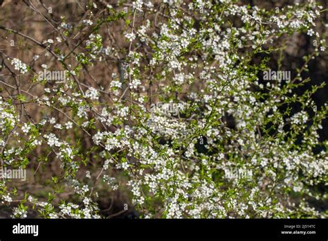 Arbre Mirabelle Banque De Photographies Et Dimages à Haute Résolution