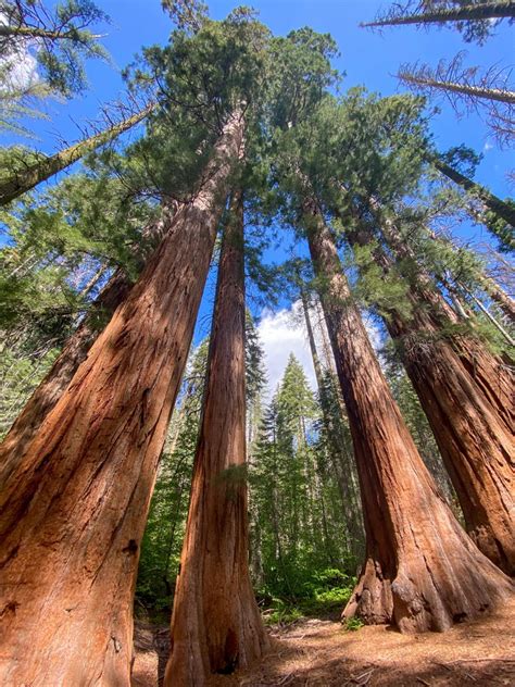 Explore The Majestic Sequoia Trees